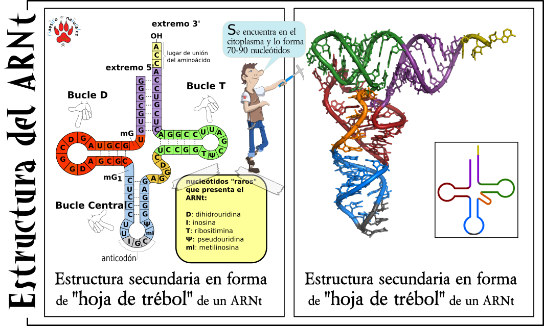 04.06 Tipos de ARN y sus funciones
